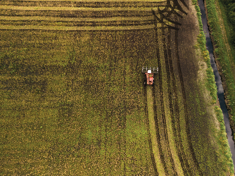 Cultivating an Industry: A Look at Minnesota Wild Rice