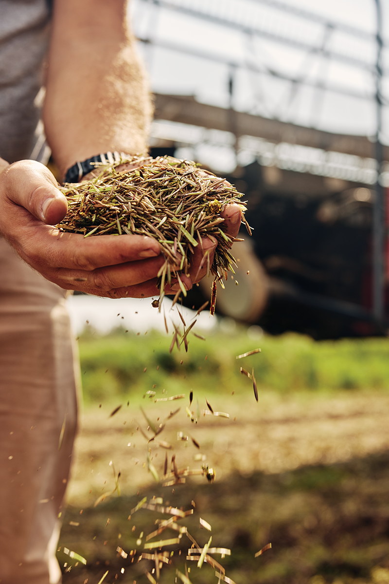 Cultivating an Industry: A Look at Minnesota Wild Rice